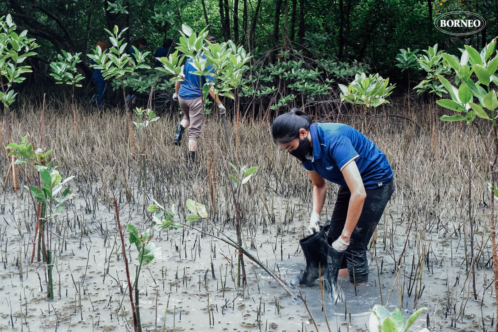 Borneo planting mangrove forests, building crab condos